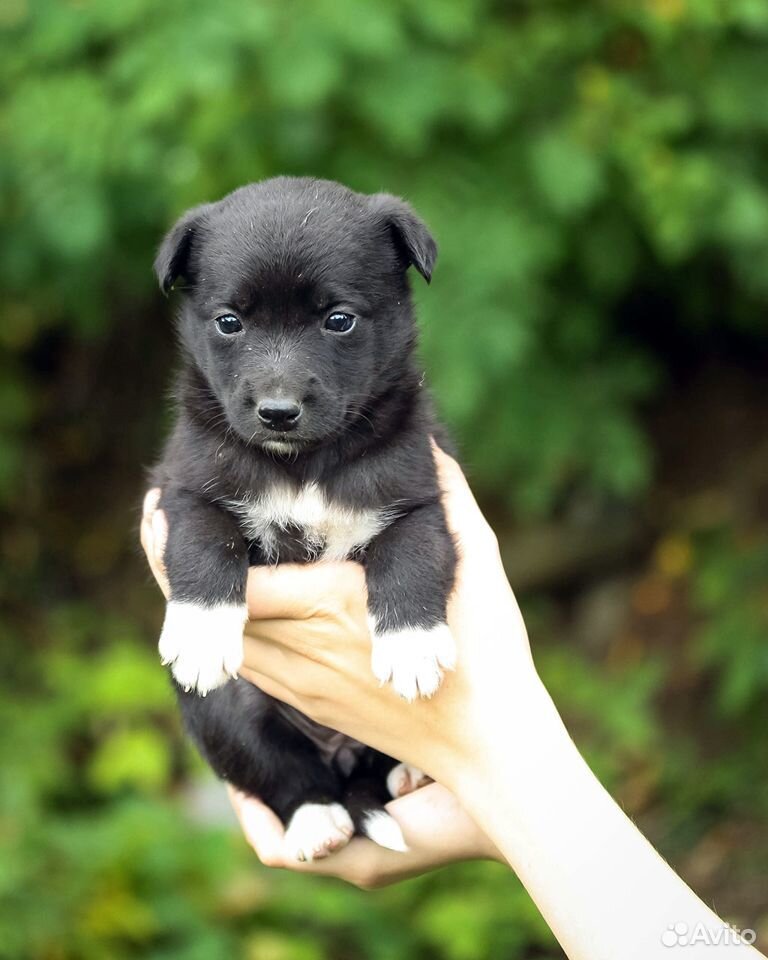 Славные щенки, 1мес