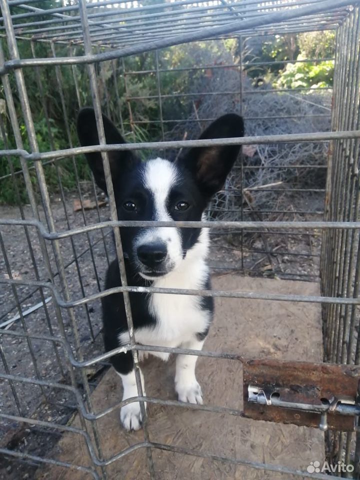 Золотой мальчишка в квартиру
