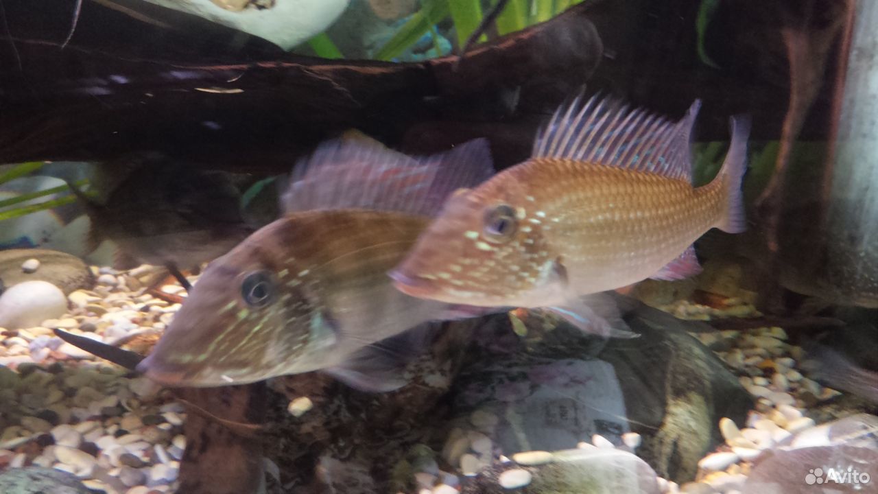 Геофагус Юрупари перламутровый