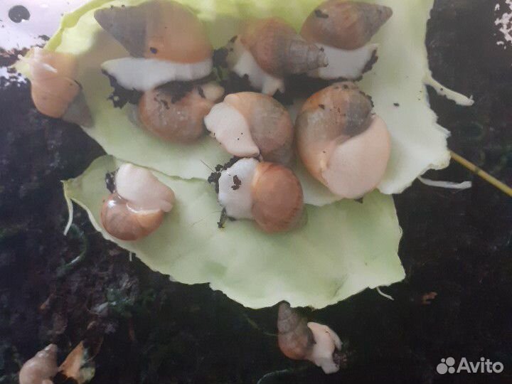 Продаю улиток (ахатины покачто маленькие)