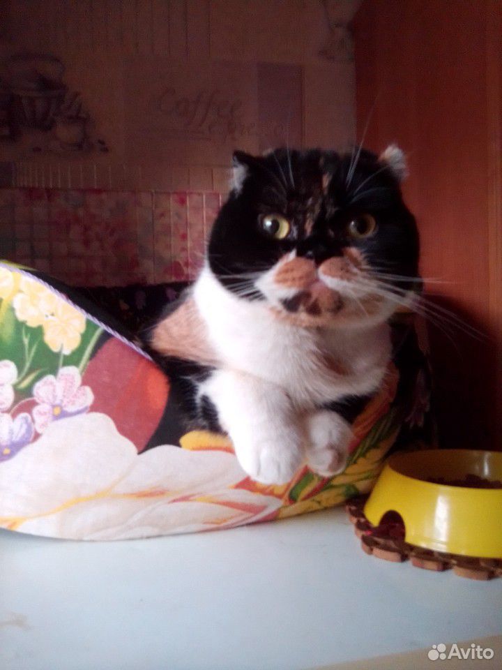 Шотландская веслоухая