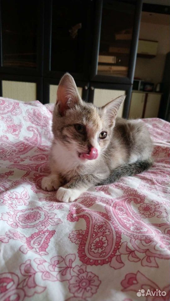 Котенок в дар, кошка 1,5 мес