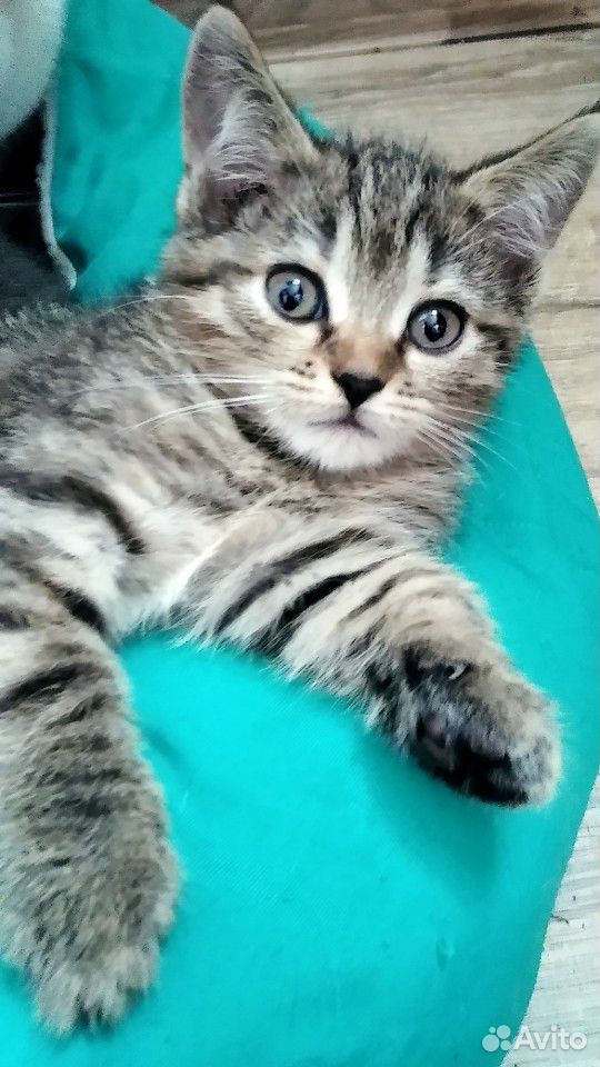 Девочка-красавица, 1,5 месяца