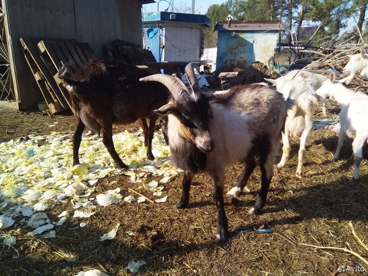 Продам альпийского козла