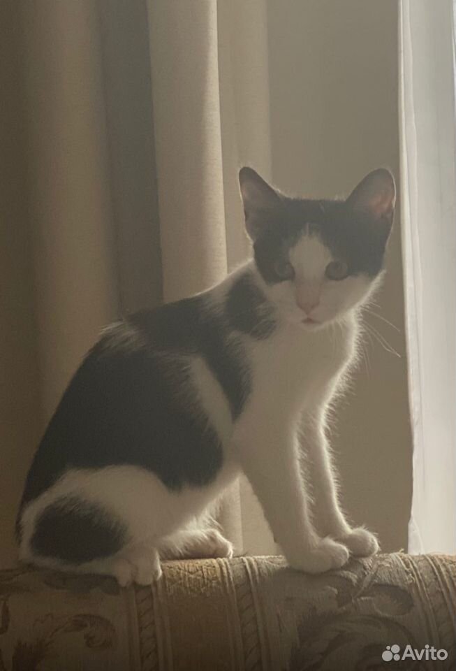 Котенок в добрые руки