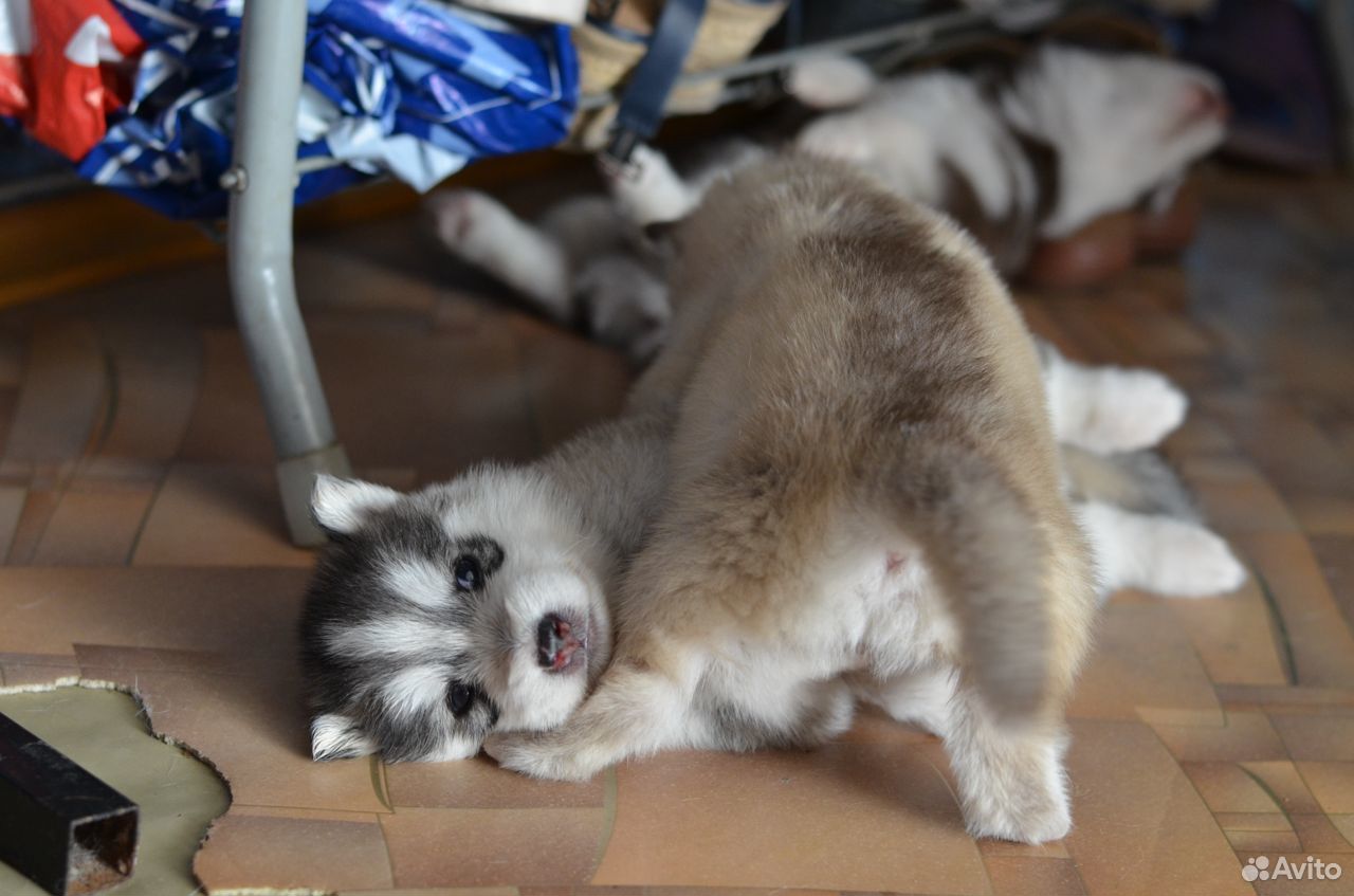 Щенок хаски Серый волк