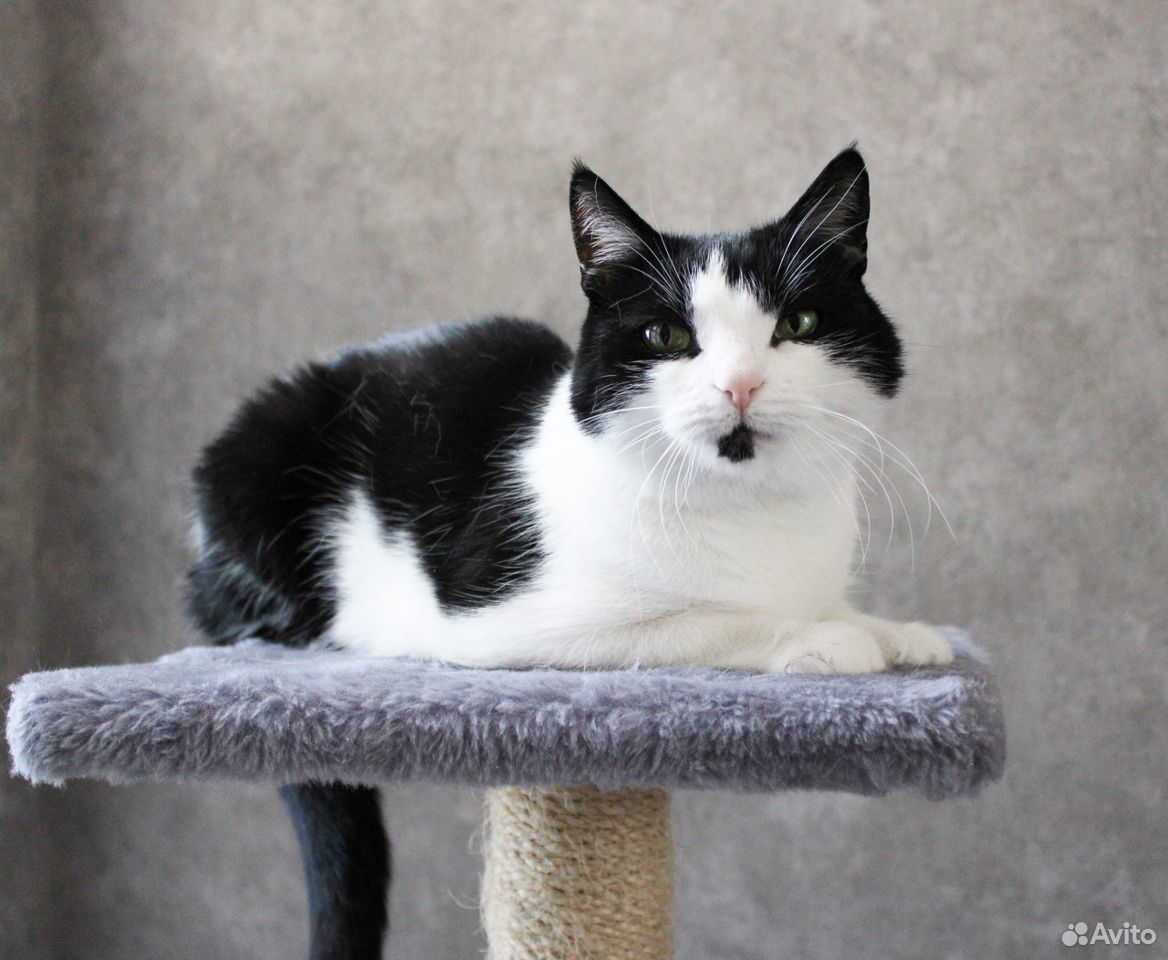 Кошки приюта ищут дом