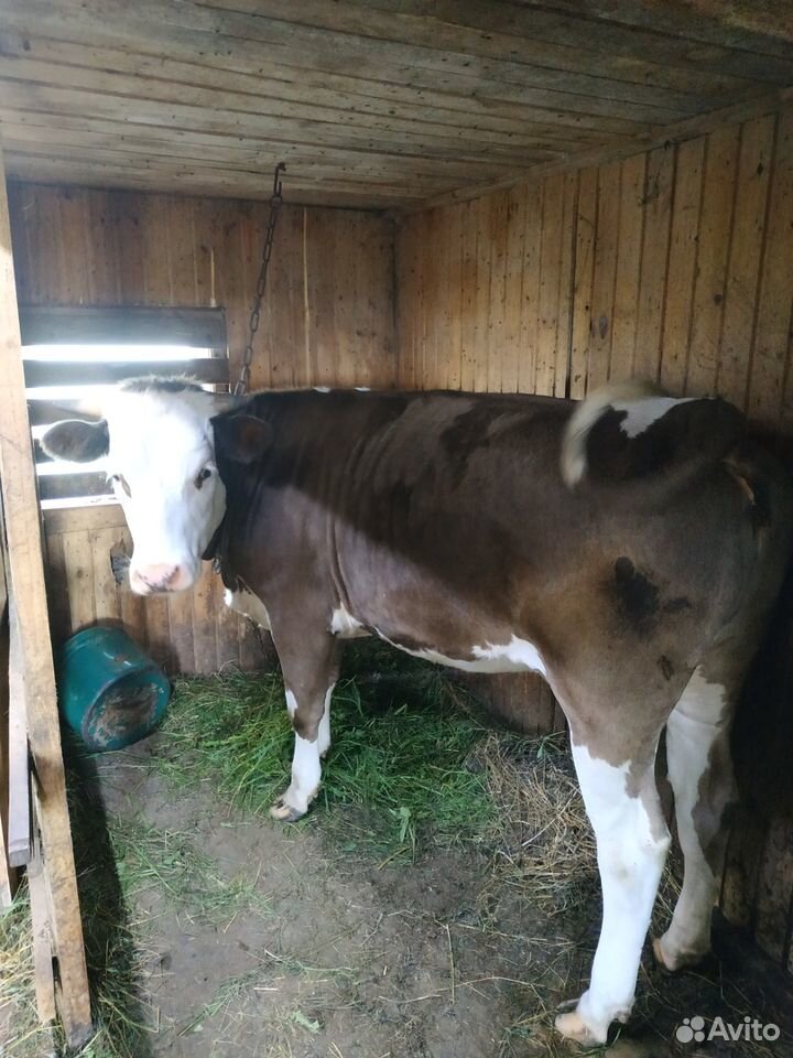 Нетель