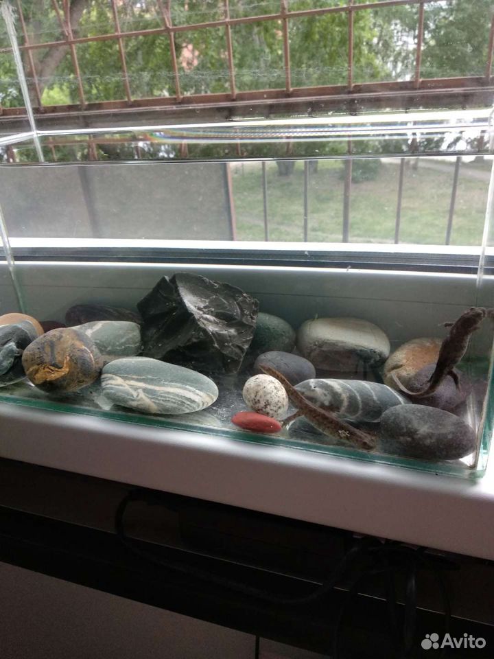 Тритон и аквариум