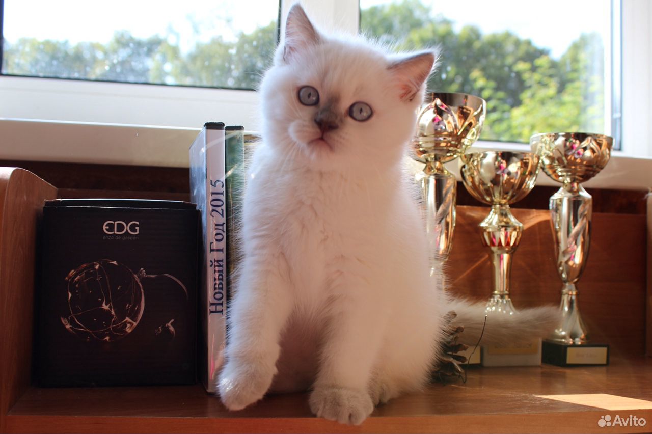 Шотландский мальчик лилак пойнт