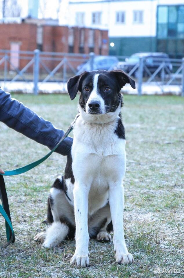 Молли. Молодая красивая собака. Бесплатно