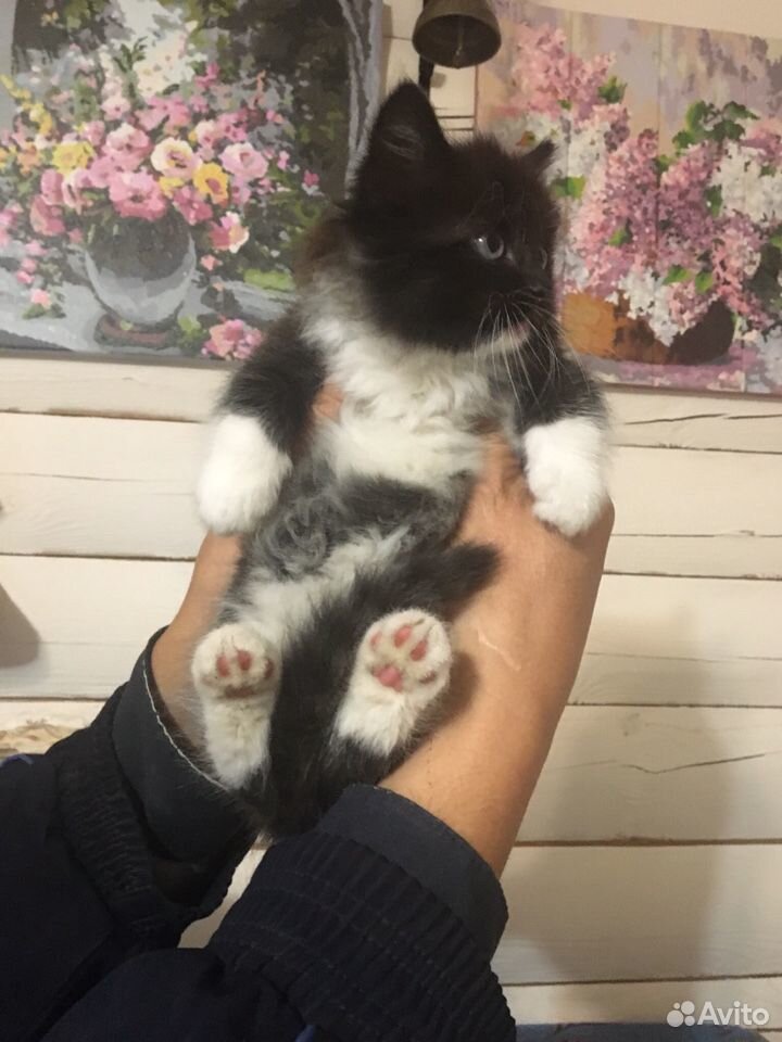 Ангорская кошка
