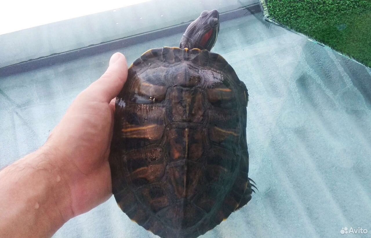 Отдам красоухую черепаху и террариум