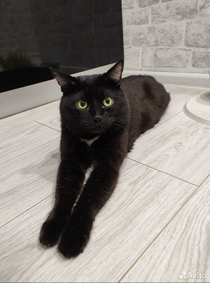 Коот ищет невесту