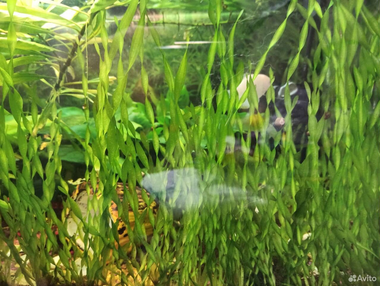 Анубиас нана, валлиснерия и др