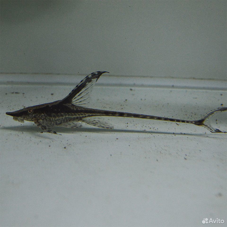 Нерестовая пара стурисом