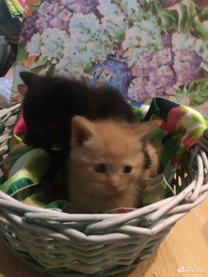 Отдам котят(котиков) в хорошие руки.чисто чёрный и