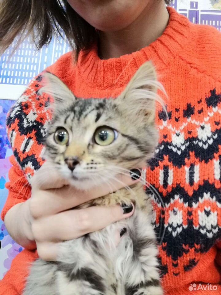 Котята