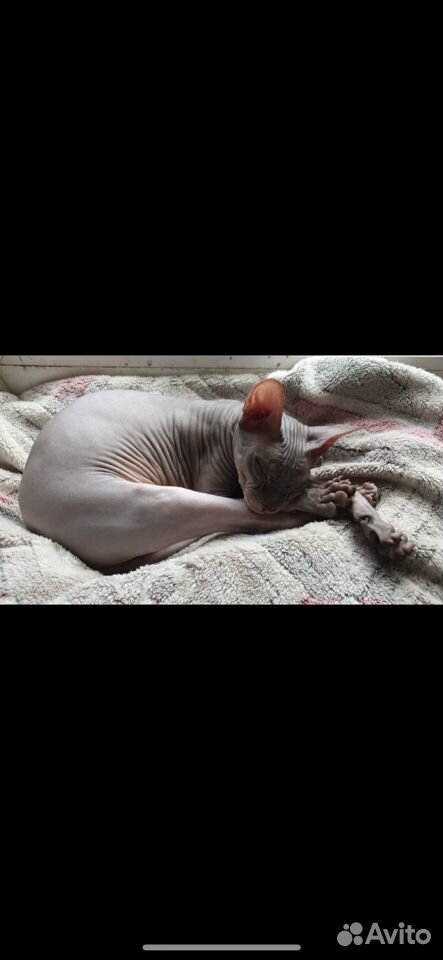 Котята сфинкс