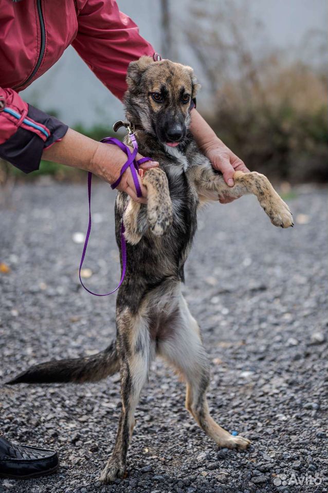 Щенок Линда в квартиру 5 мес. Стерилизована