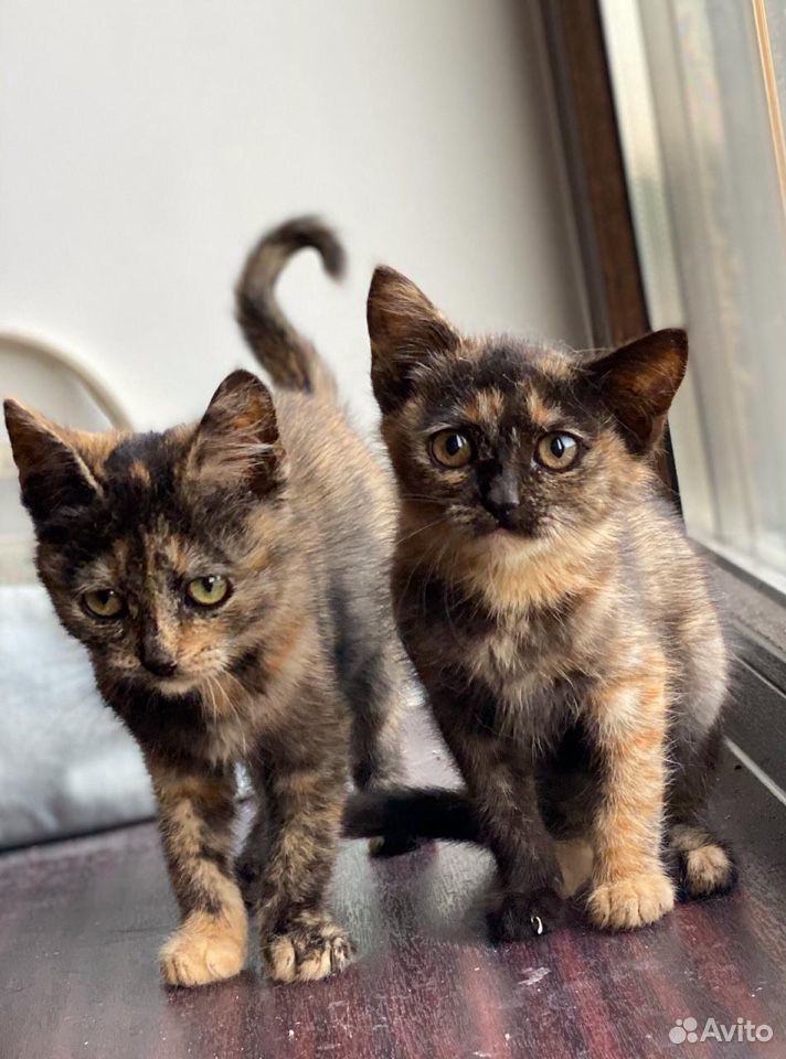 Котята Глория и Глосси в добрые руки