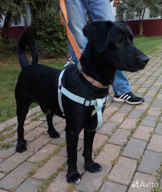 Щенок, 8 месяцев, в добрые руки