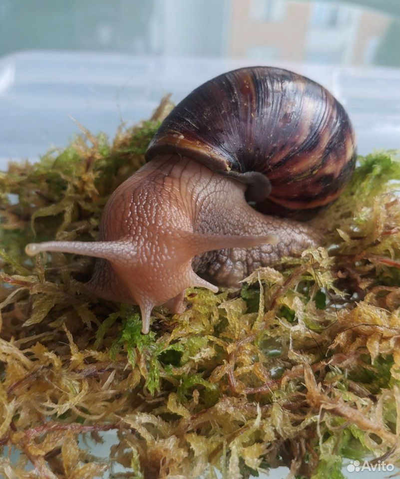 Улитка ахатина 5 мес