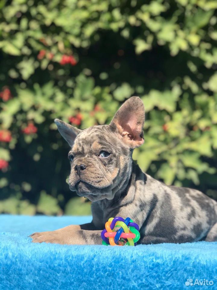 Французский бульдожек мерле тан