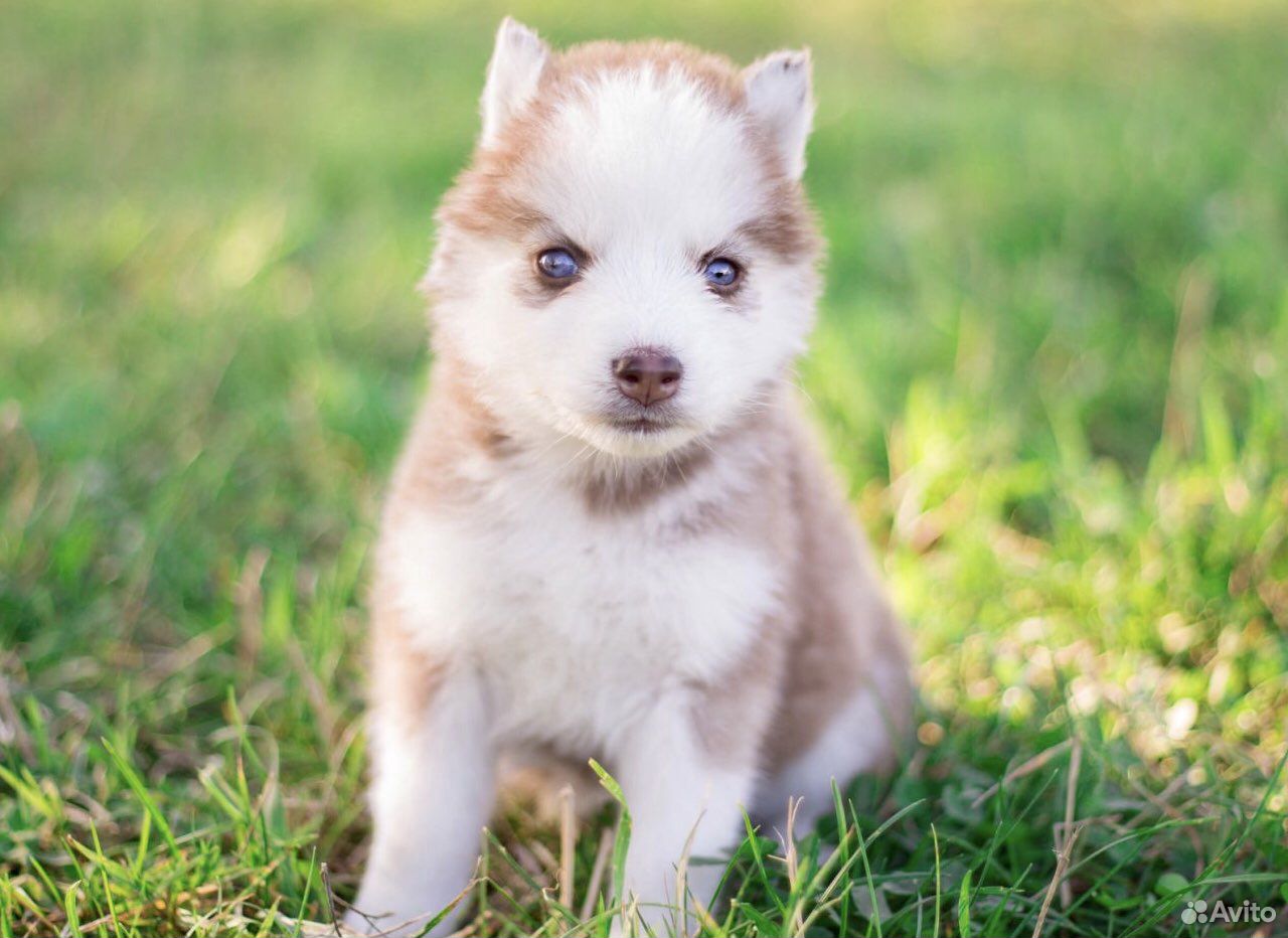 Плюшевая Девочка Рыжуля