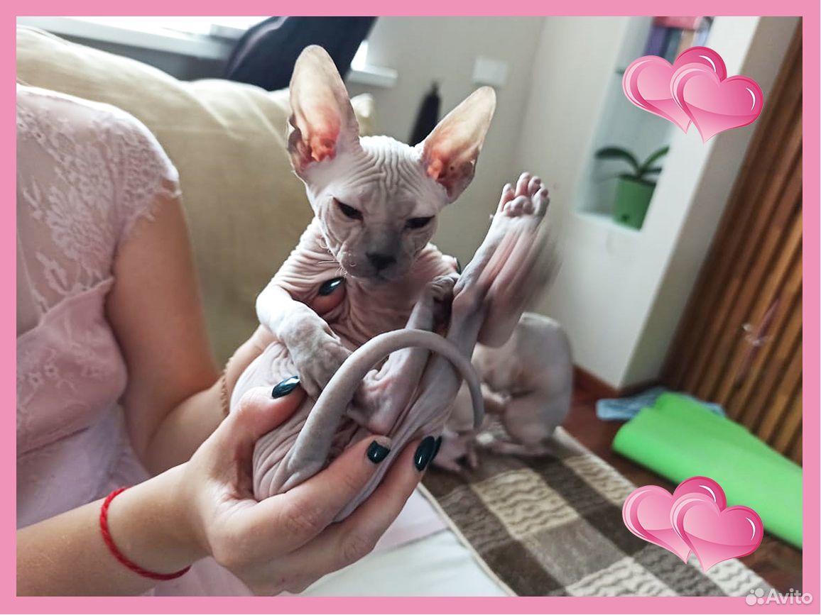 Донской сфинкс - белая кошечка с черным носиком