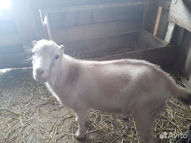 Козлик ломанча