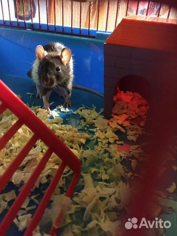 Крыса порода дамбо