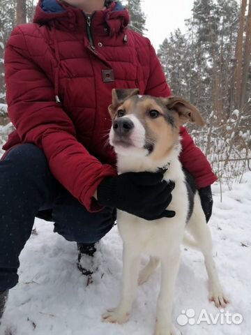 Собака, красота необыкновенная Шуня 4 мес