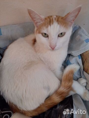 Кошка бесплатно