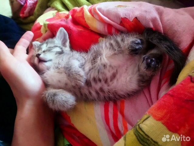 Котята на 50 сиамские