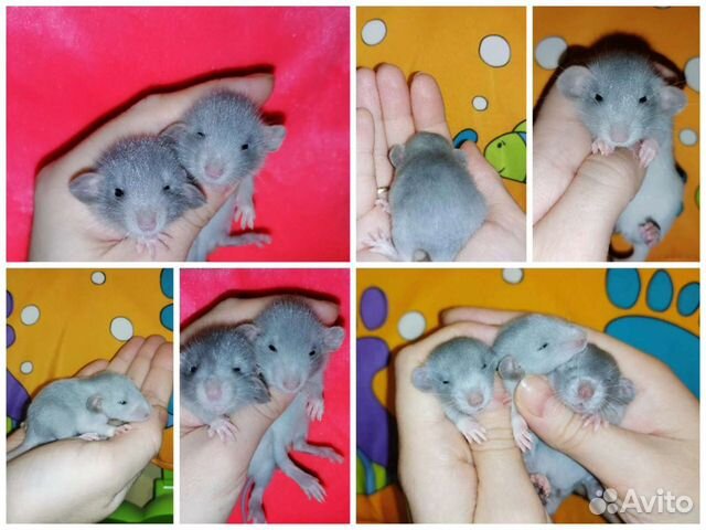 Крысята Дамбо редкого окраса ушки лопоушки