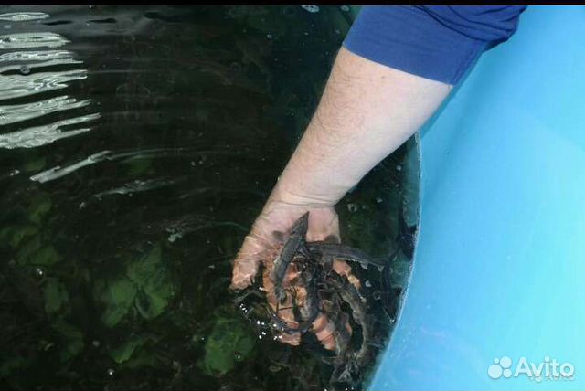 Мальки царь рыбы