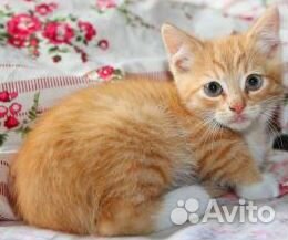 Рыжие котята