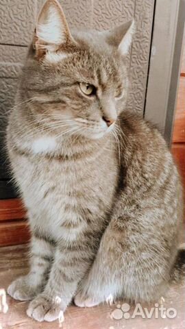 Кот