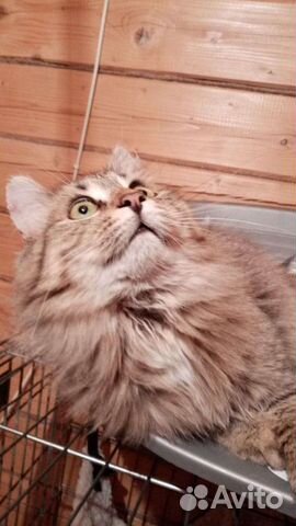 Кот подросток сибирский