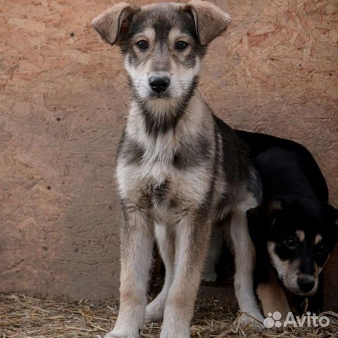 Малыш Балто в добрые руки
