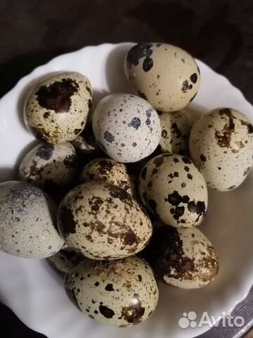 Инкубационное яйцо перепелов