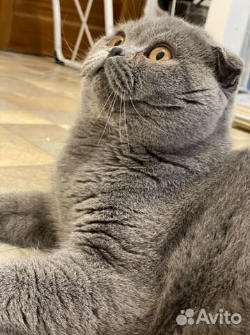 Шотландский вислоухий кот приглашает на вязку