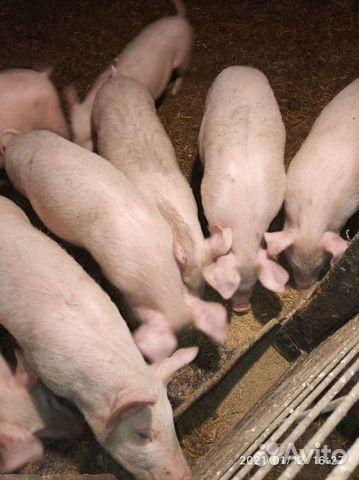 Продам поросят ландрас с белой большой