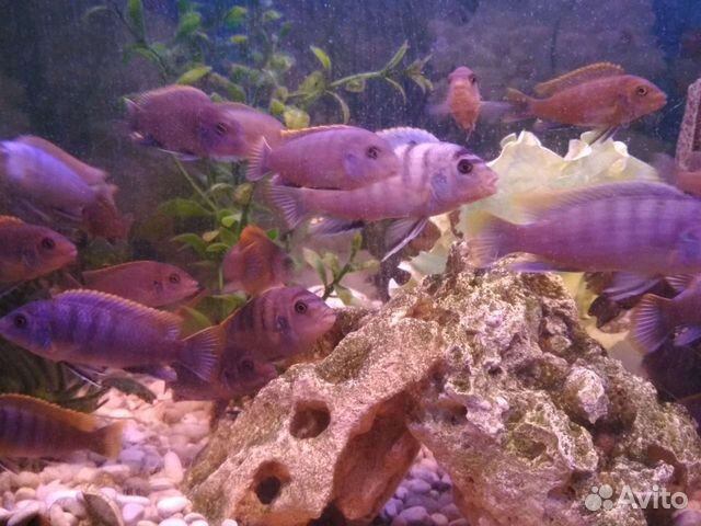 Лабидохромис хонги