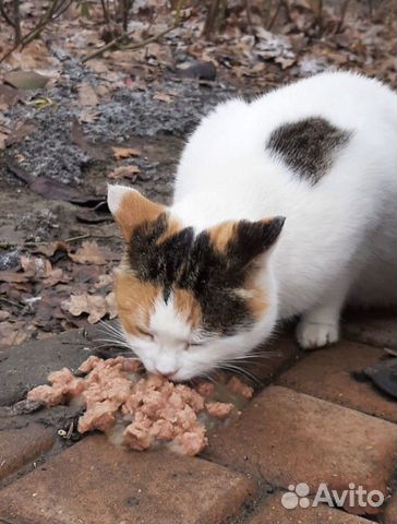 Кошка в дар