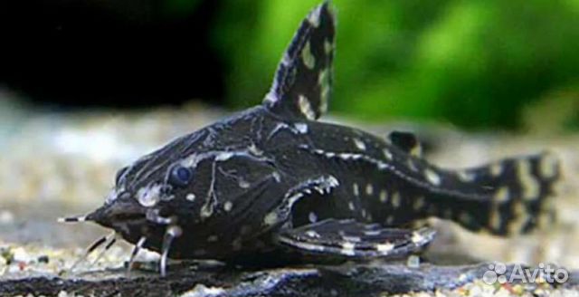 Сорок агамис звёздчатый