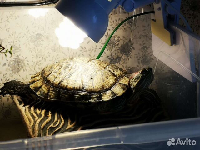 Красноухая черепаха 6 лет