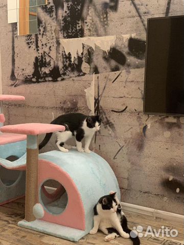 Красивая семья хвостиков