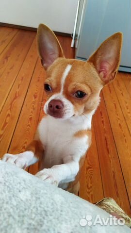 Ищу даму сердца